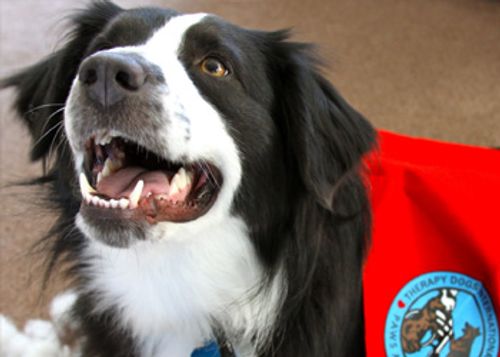 Therapy Dogs to Bring Stress Relief Just in Time f | Catawba College