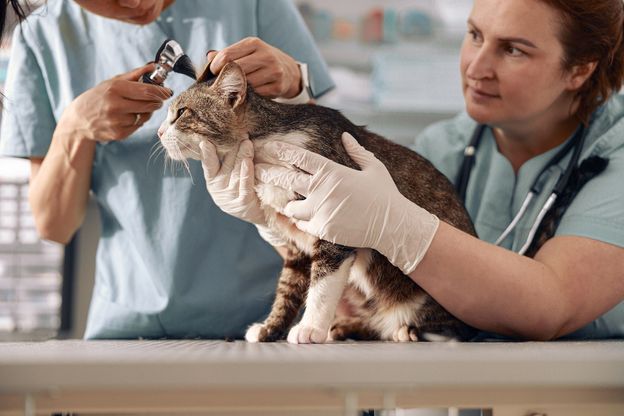 Pre-Veterinary Medicine | Catawba College